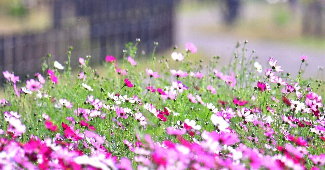 【エッセイ#2】居場所は多ければ多い方がいい｜Ikumi_｜note