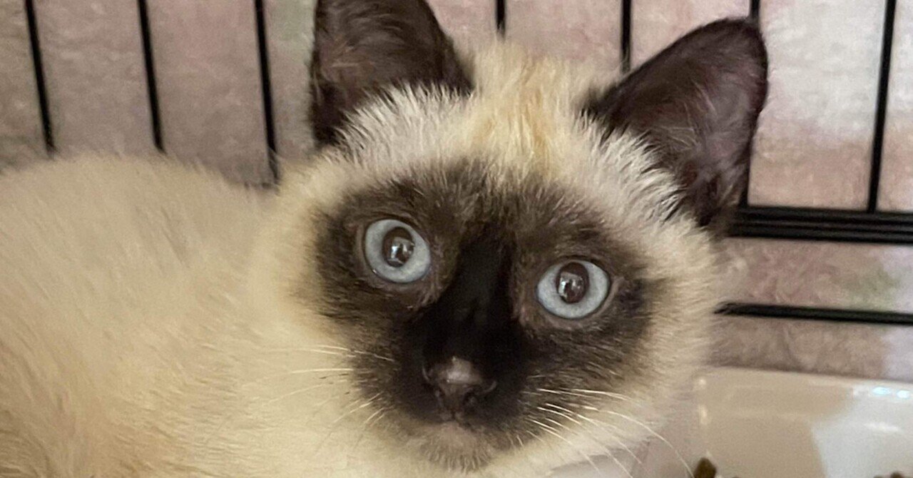 NPO法人アニマルホームOhana｜note