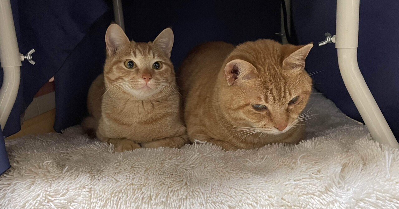 NPO法人アニマルホームOhana｜note