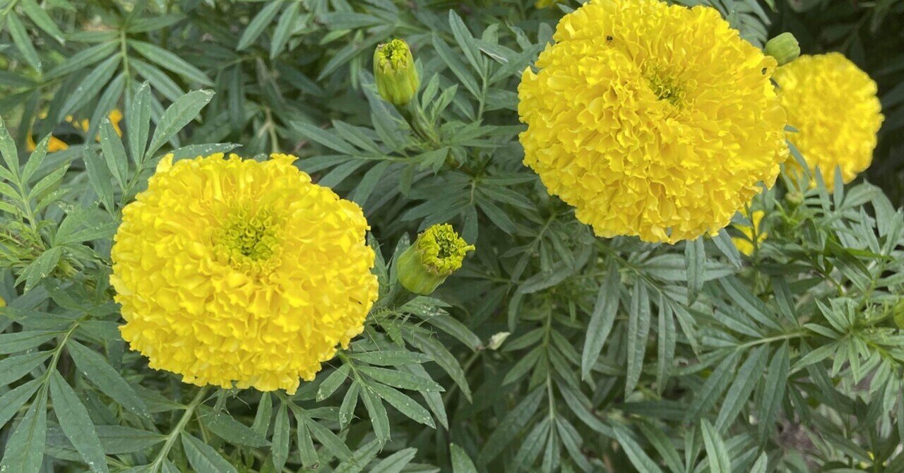 ネパール観光ビザオンラインでの申請書作成および申請方法｜Physh