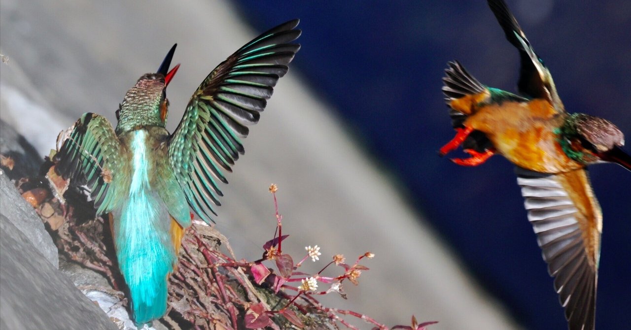 大東京カワセミ日記172 オスとメス、恋の駆け引きの始まり。20230212｜柳瀬 博一｜note