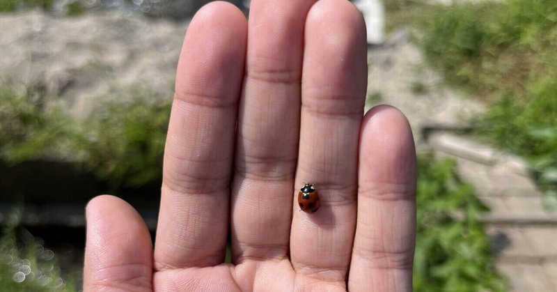 とげまる（kei wada）｜note