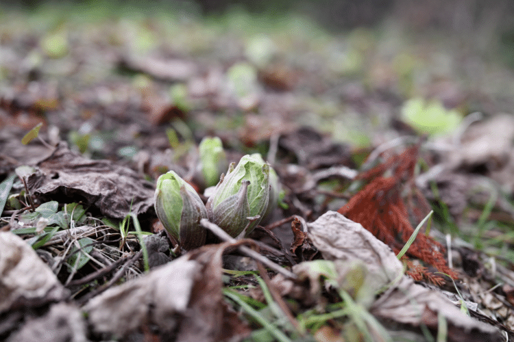 Ayako Oishi 山暮らしフリーデザイナー の記事一覧｜note（ノート）