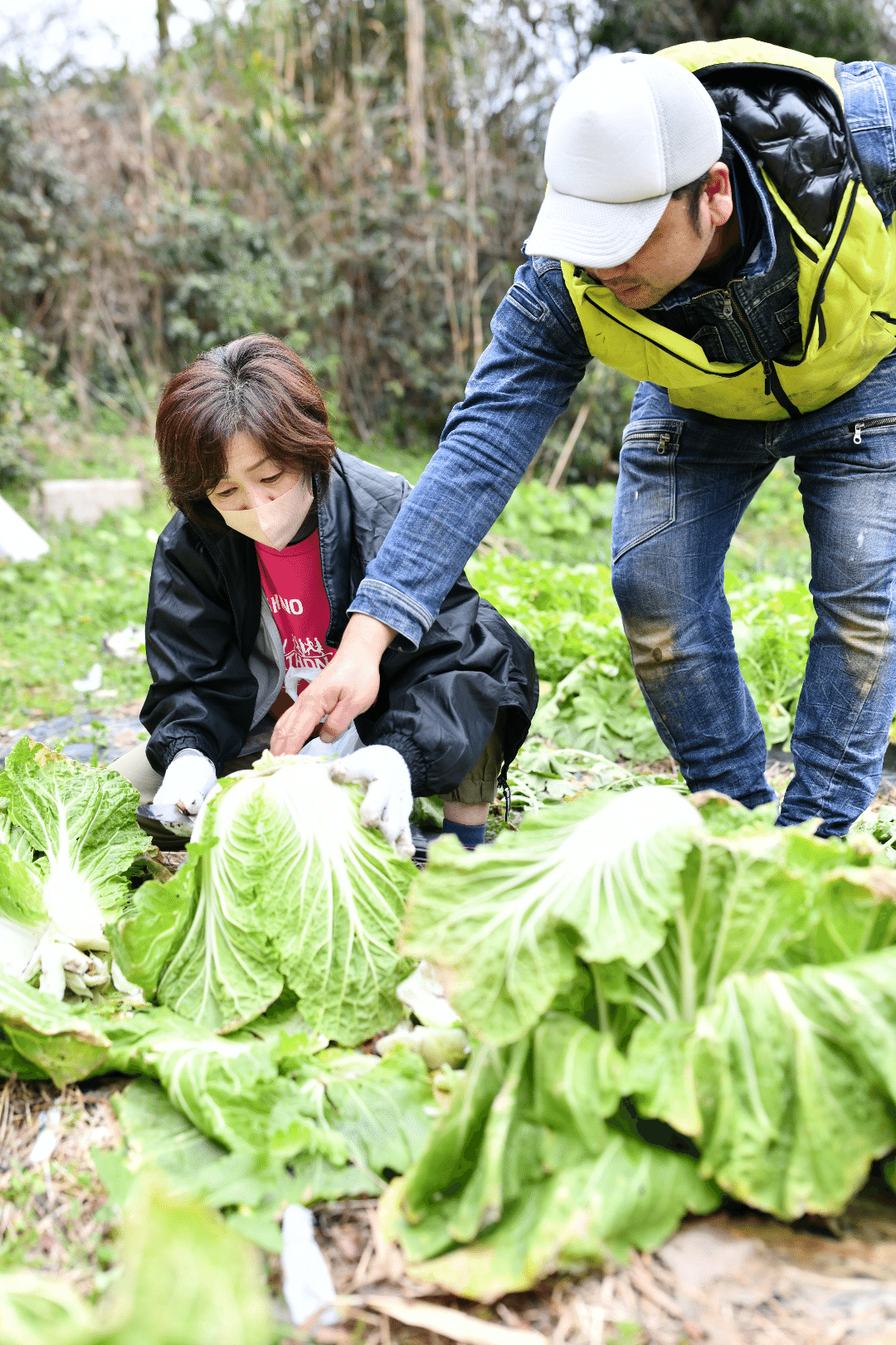 ふきのとう｜Ayako Oishi 山暮らしフリーデザイナー