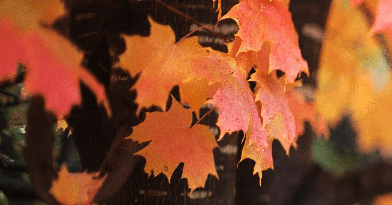 2月13日(月)/帝王切開｜723nk｜note