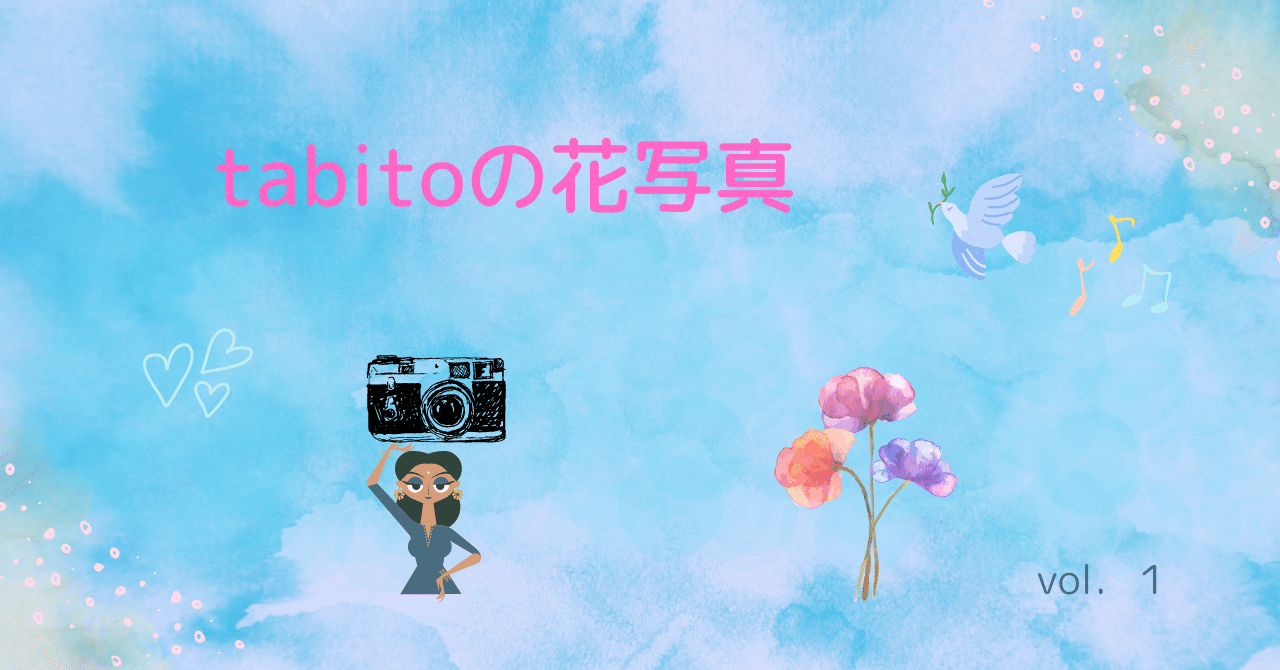 ラナンキュラス｜tabito