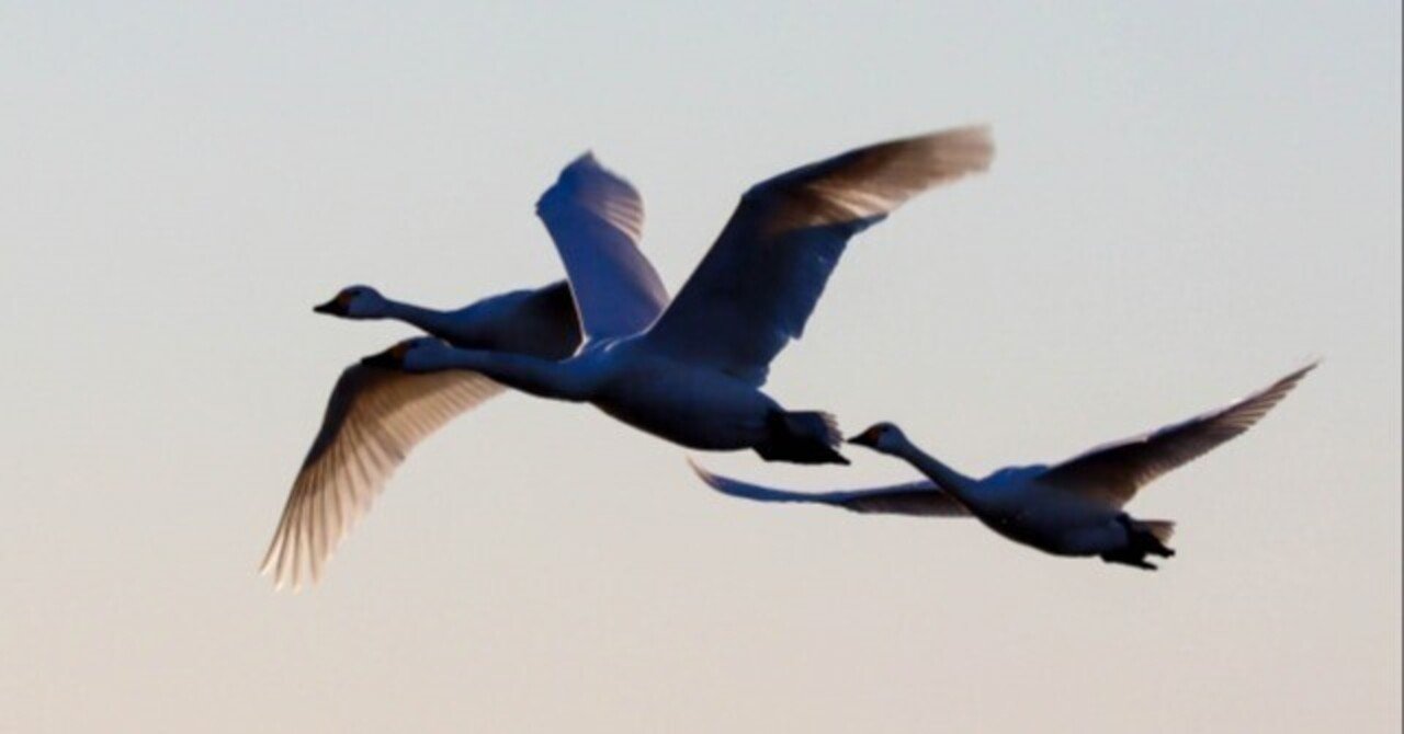 【keiko随想】帰巣本能？いくつになっても「神戸に帰りたい」が消えない！｜kekko｜note