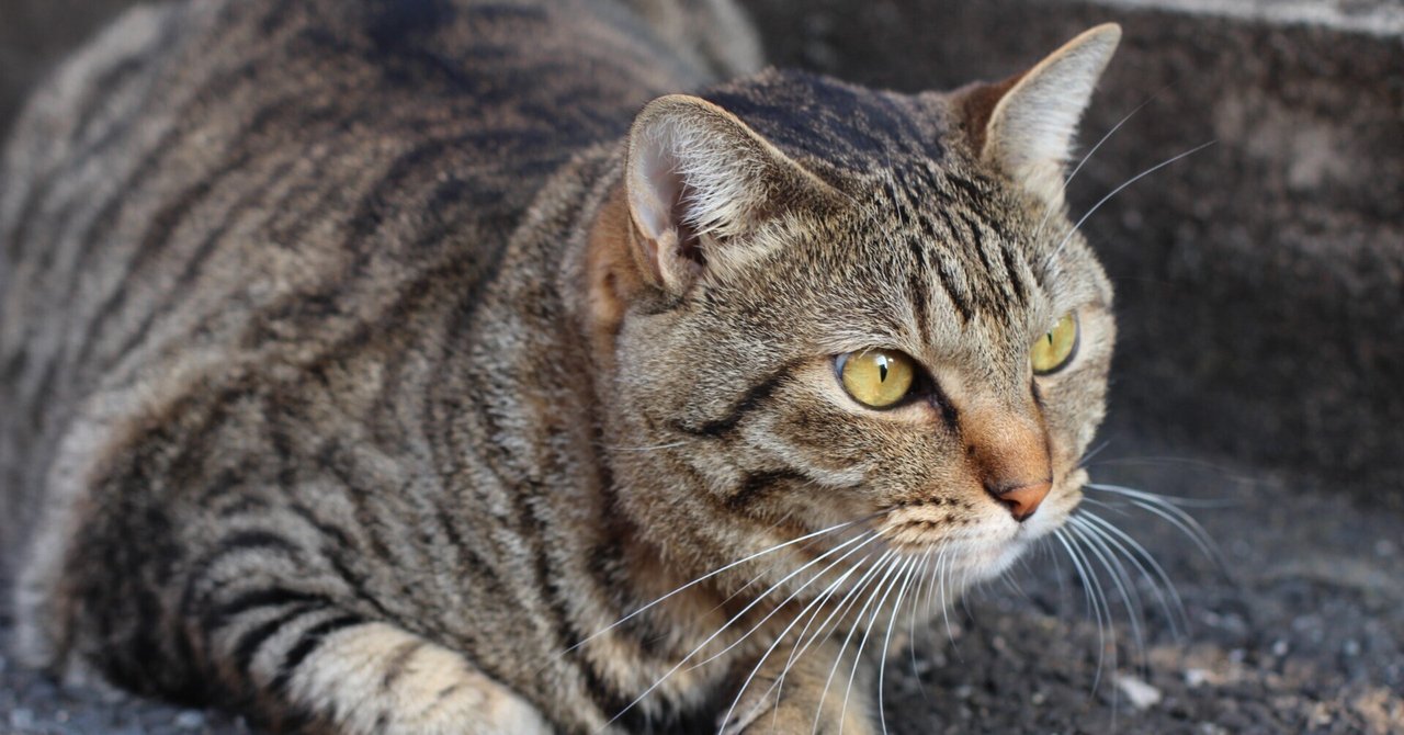 健康年齢｜紅＝猫の瞳に恋する執事 Ti amo♡ ＃キジトラ ＃note ＃小説 ＃エッセイ ＃猫がいる幸せ｜note