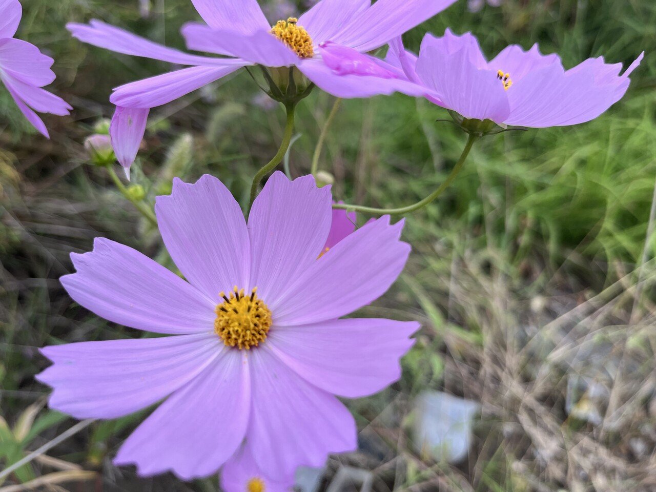 『成功の道はただ一つ。自分だけの生き方を見つけることだ』 クリストファー・モーリィ氏の言葉(アメリカのジャーナリスト) 誰かの後追い、誰かの模倣は成功のきっかけになるかもしれないが、成功はし ...