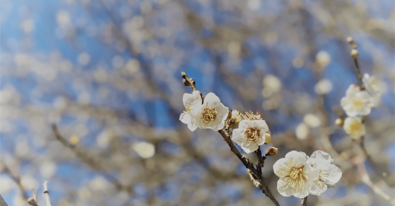 日記 20230215｜lefthorse｜note