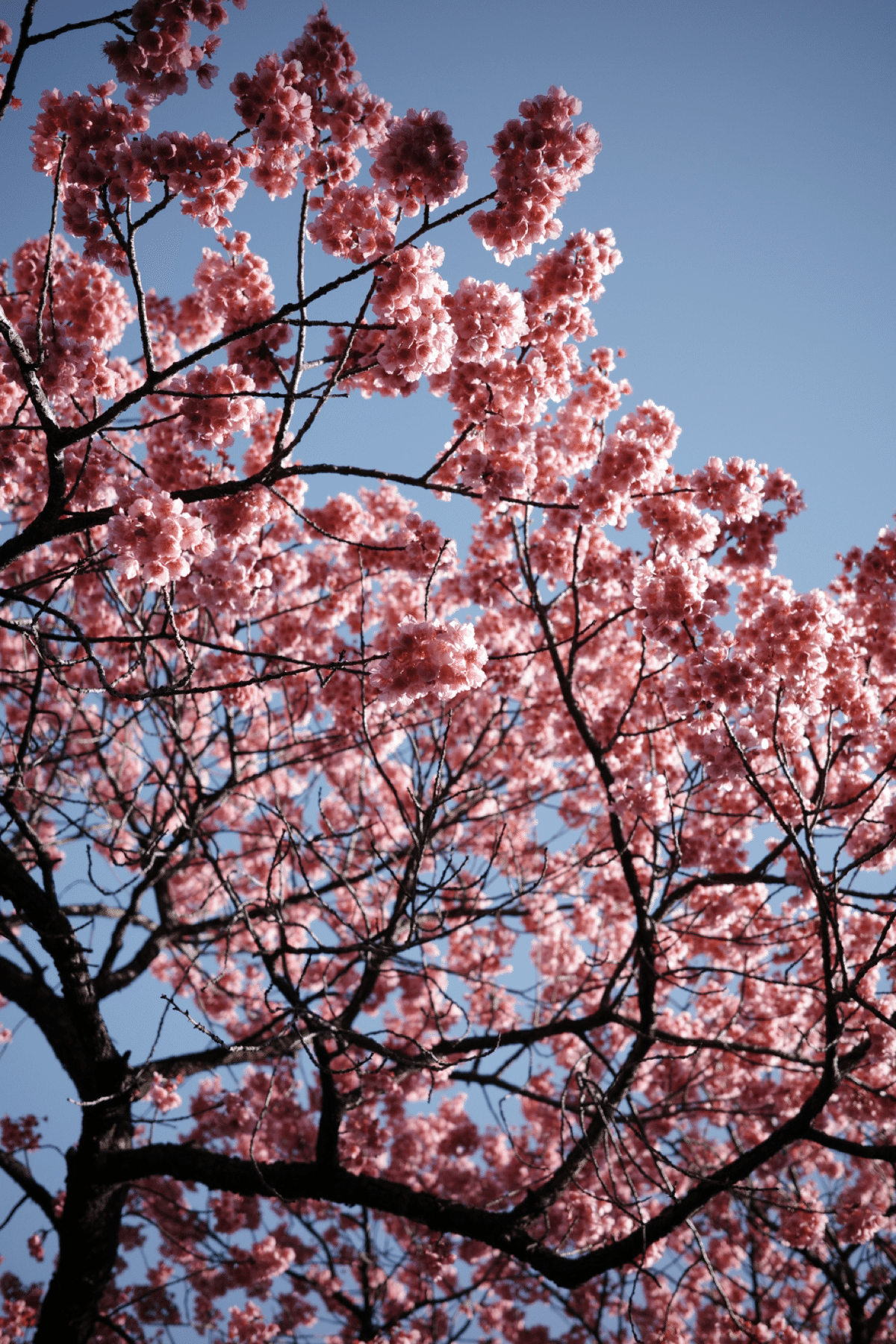 遂に...GRⅢx購入‼️GRデビューと写真と私｜Aki Yamaki