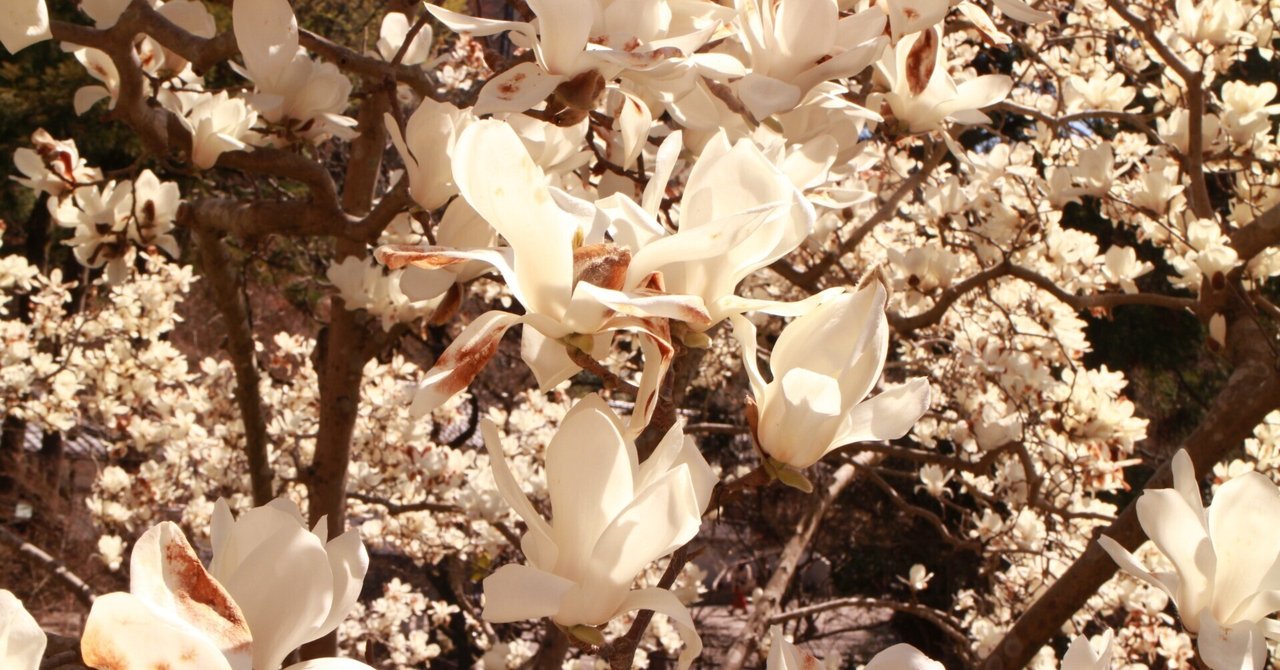 「住めば都」？違う、「住める都」だ｜Yuno（ゆの）｜note