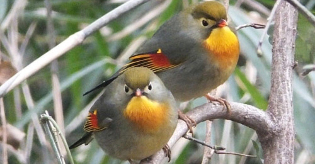 第29回 特定外来生物 ソウシチョウ｜翆野 大地