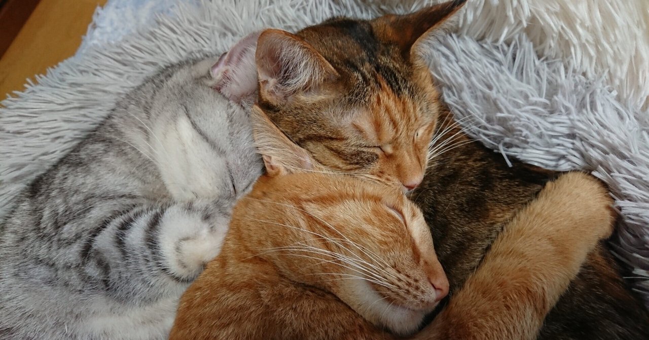 奇跡講座WB実践229 私を創造した愛が、私の本性である｜(Linp&Ruru)本当の自分を知り、本当の自分として生きる｜note