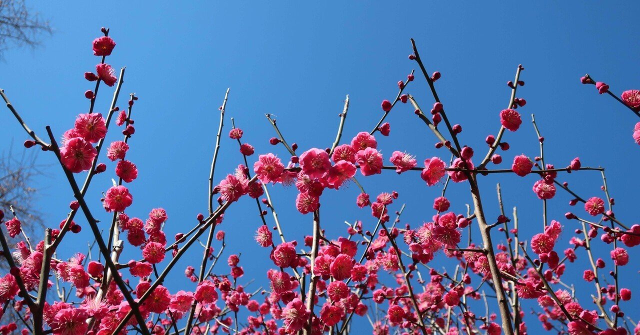 お散歩日和｜maco｜note