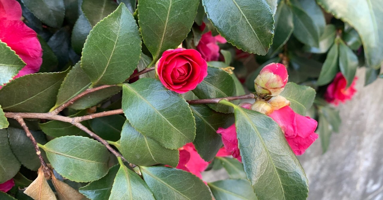 つぶやき｜ayaka.rose｜note