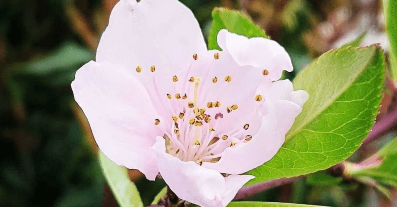 20230217「包み水の印」｜snufkinsmile｜note