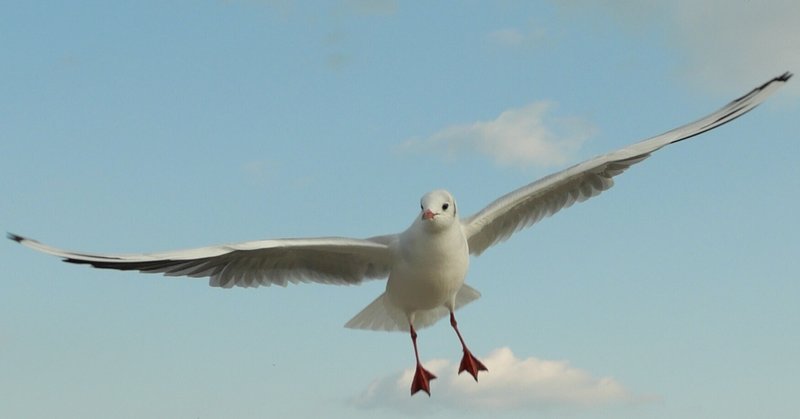 海外進出関連ニュースまとめ：20230217#45｜ulula_RISA｜note