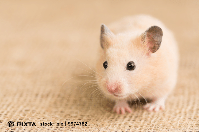 干支にちなんだPIXTAの動物素材が年賀状を彩る！～サンリオ編～｜ピクスタ＋（プラス）｜ ピクスタの見えないトコまで知るメディア