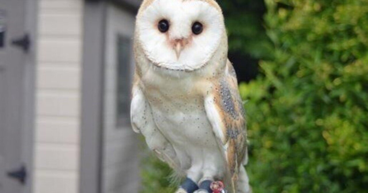 ふくろうのハリー自己肯定感エッセイ｜issei｜note