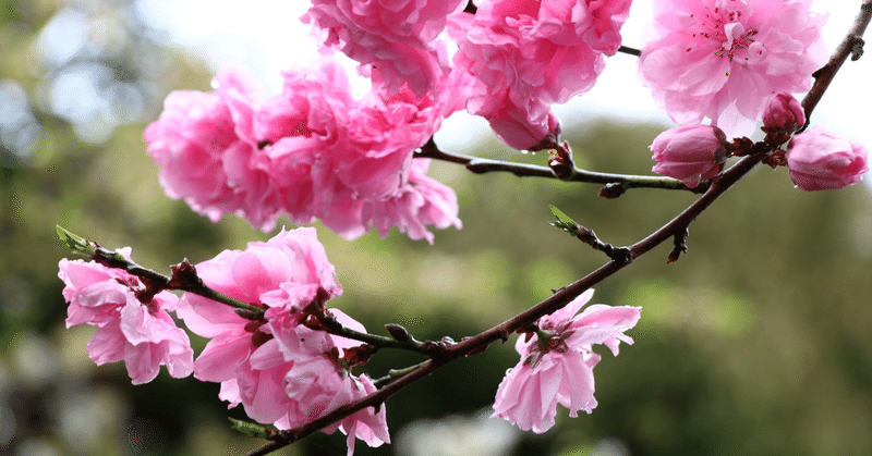 雑記 20230217｜紅茶と蜂蜜｜note