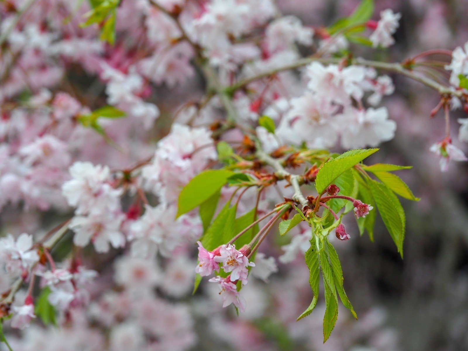 Terry & Junichi｜note