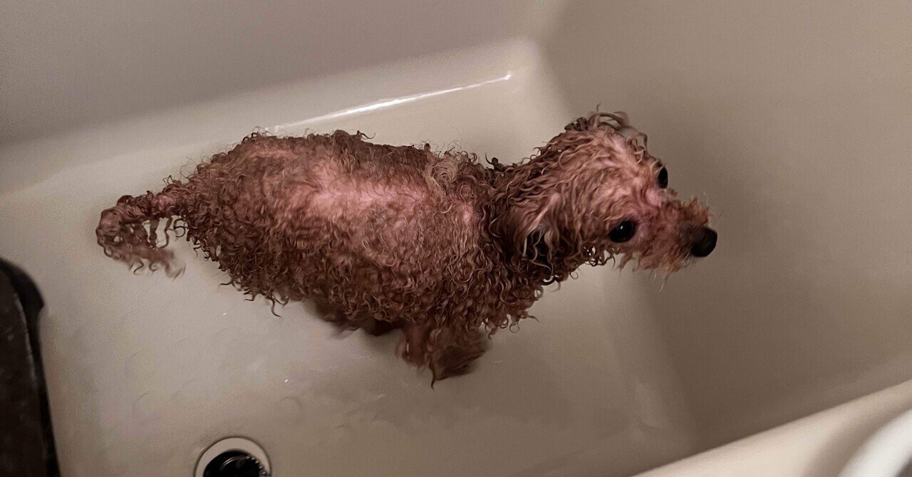 あっという間に｜yosuke stellarleap｜note