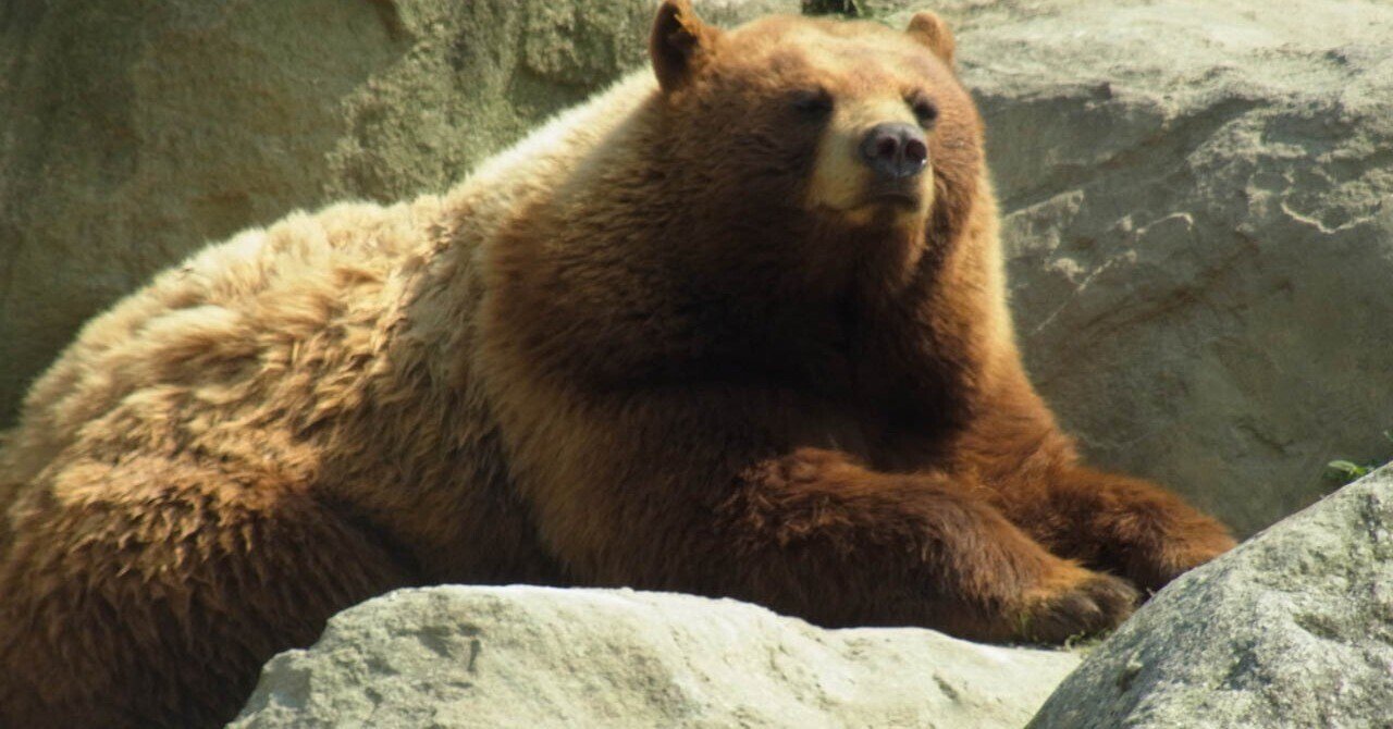 クマとチョコレートと恋｜issei｜note