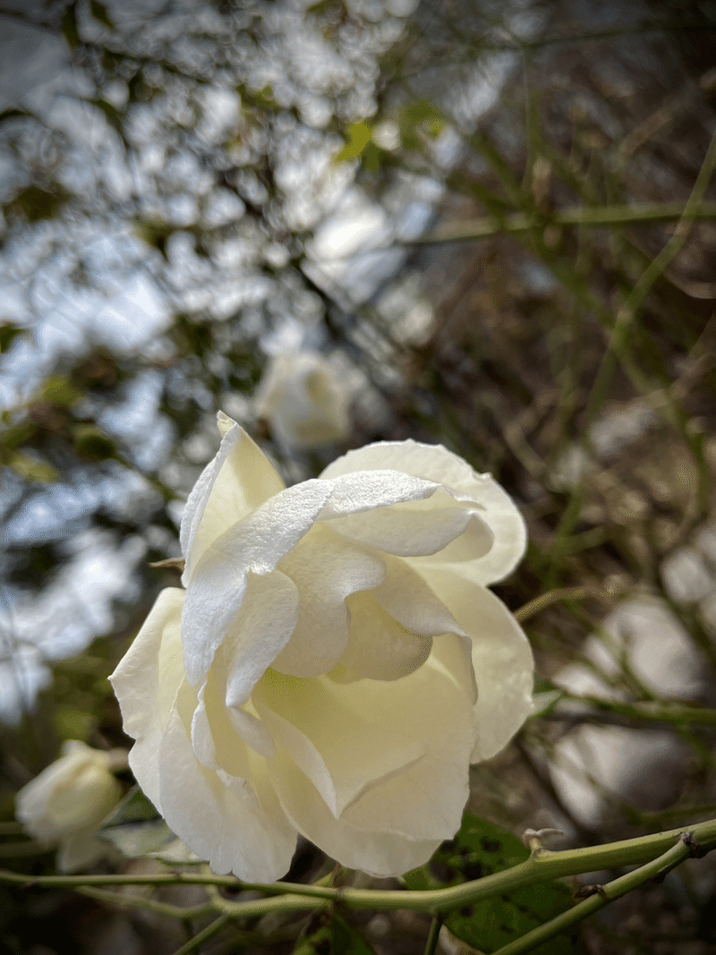 夢の中の君 《詩》｜seiji_arita｜note