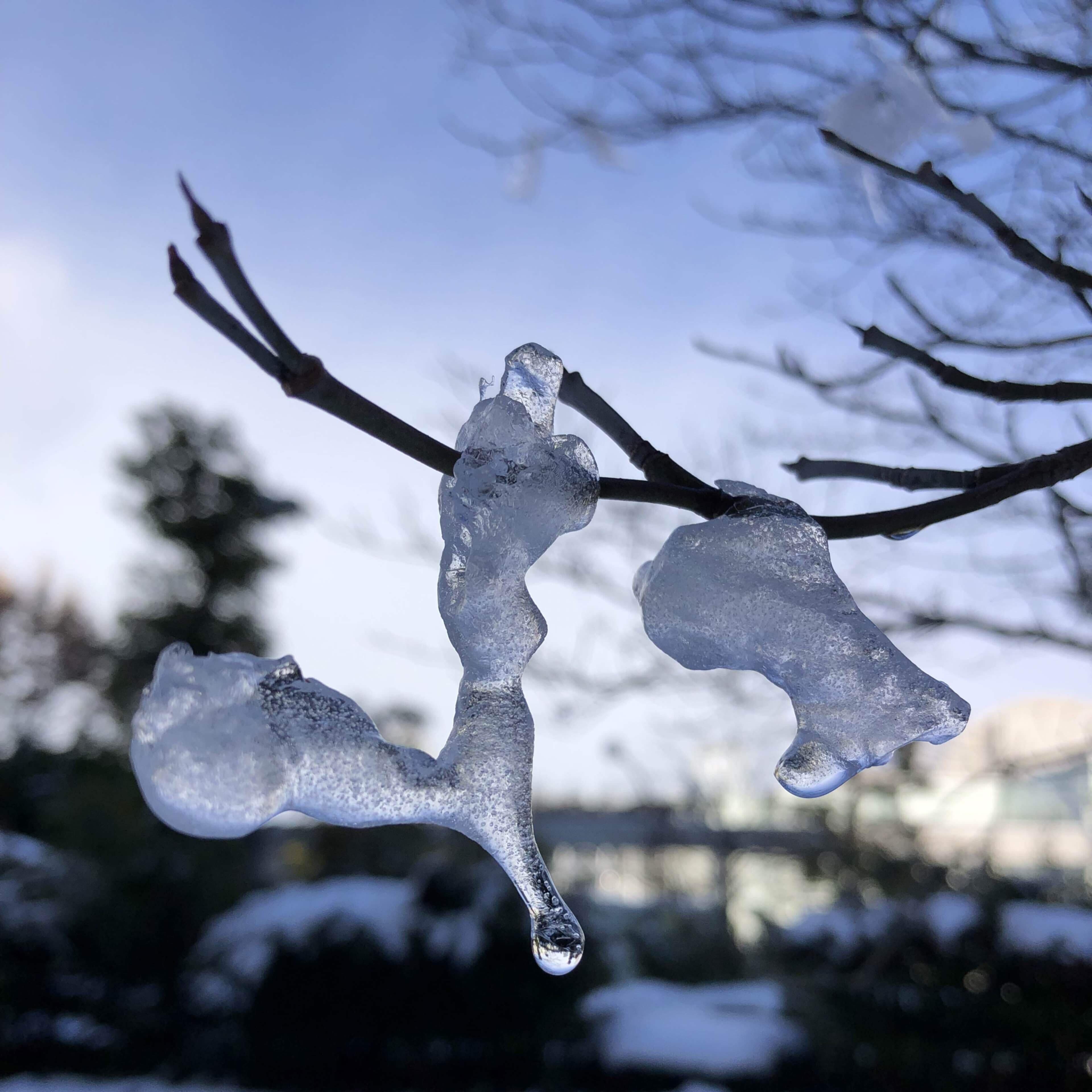 Radiant_Icy_Dawn(202302)｜hase3001