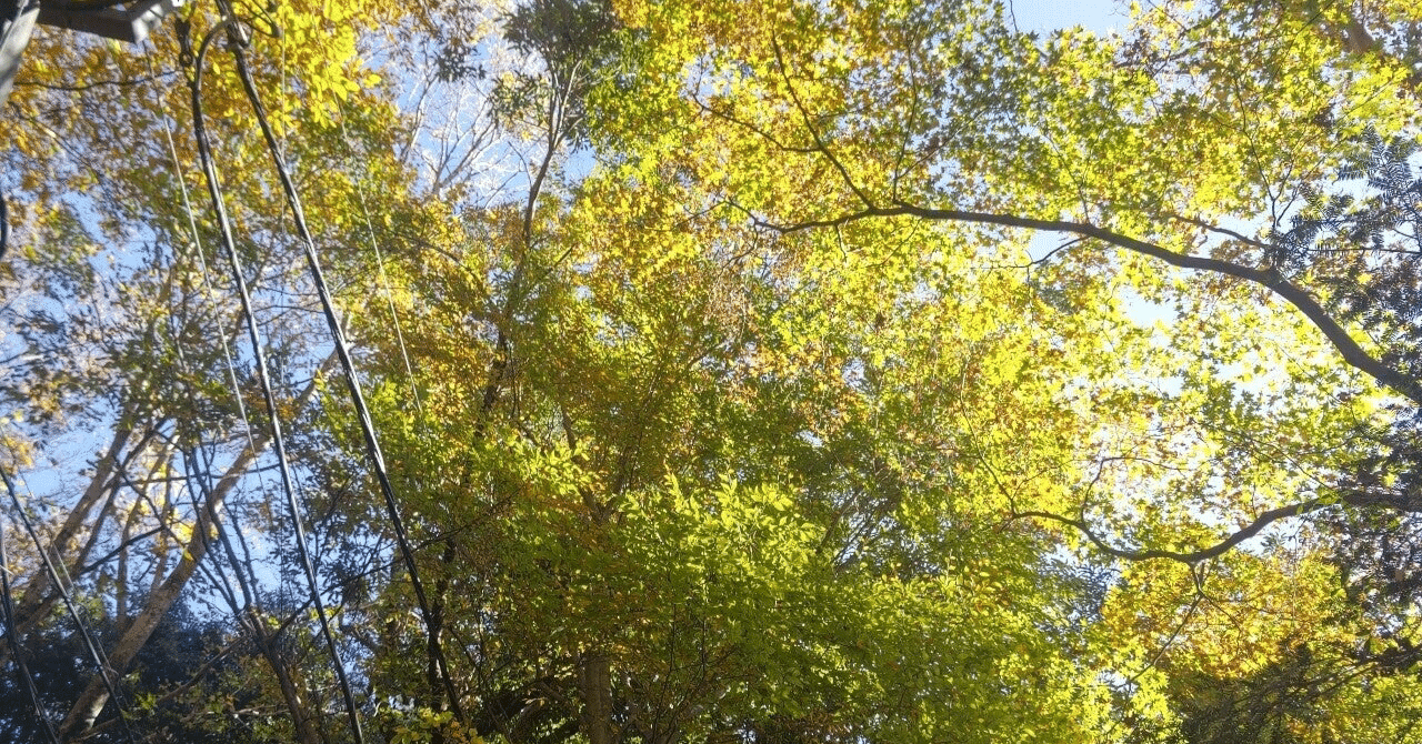 51歳女子がトレイルランニングにどハマりして、頑張った結果｜uemuu83｜note