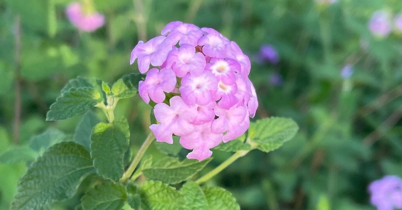 2月19日｜テテマリ｜note