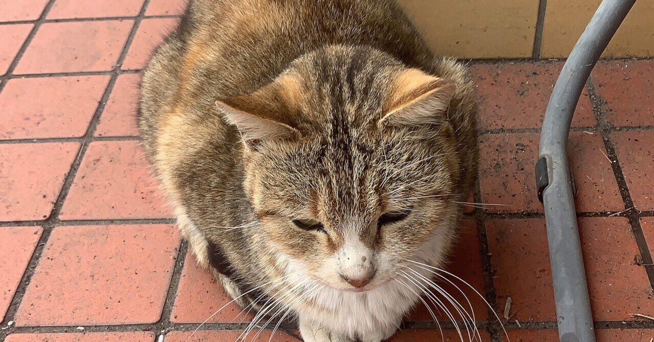 クロスカブ購入！｜赤城山 太郎@FIRED CFP｜note