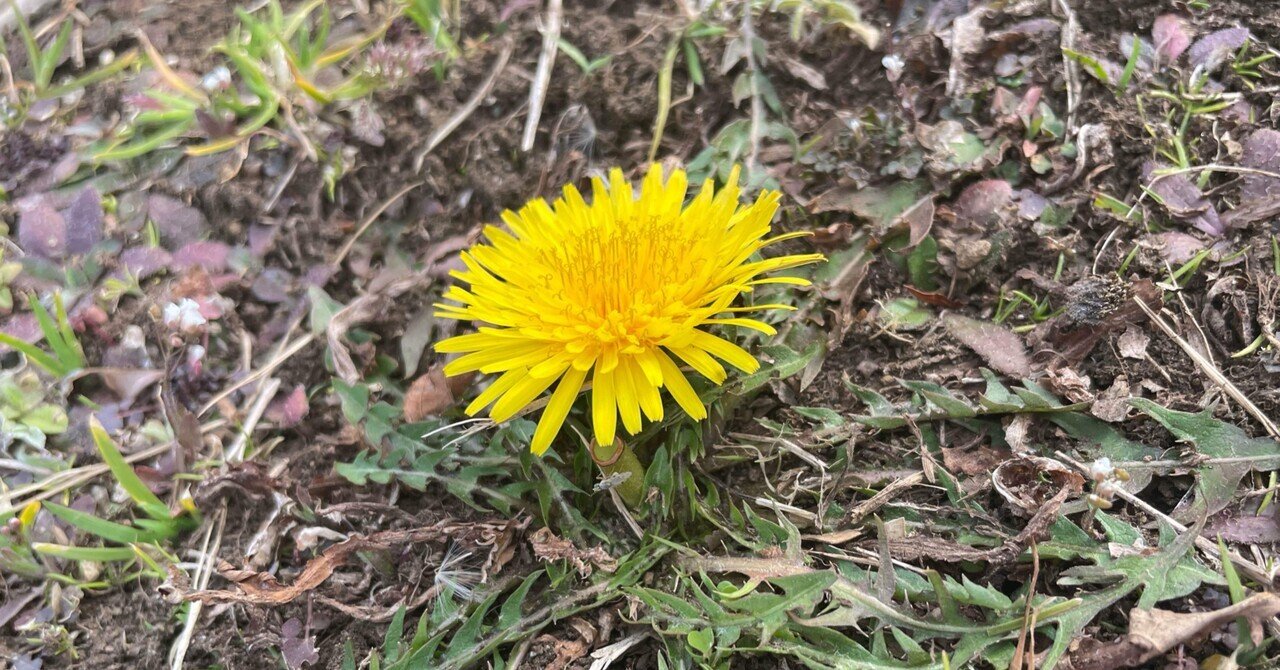 20230219【春はすぐそこ】あと24日｜特別支援学校元教員なみ