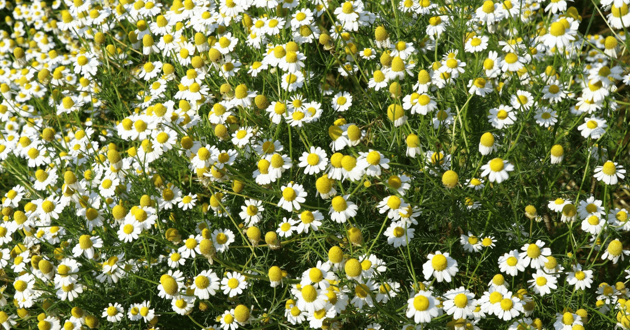 視点の数が増えれば増えるほど人間関係も良好になる｜KUMIKO UEMURA｜note