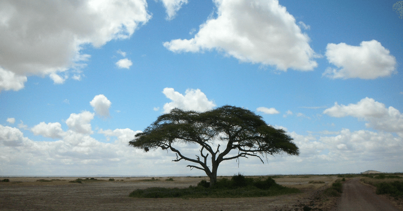 僕の本棚 少年ケニア｜shinmr｜note