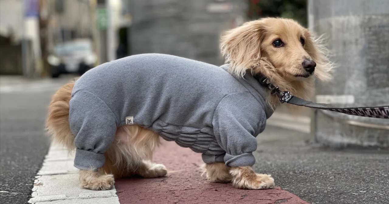 15歳の元気の秘訣・・・｜life.with.dog_designer | tomo