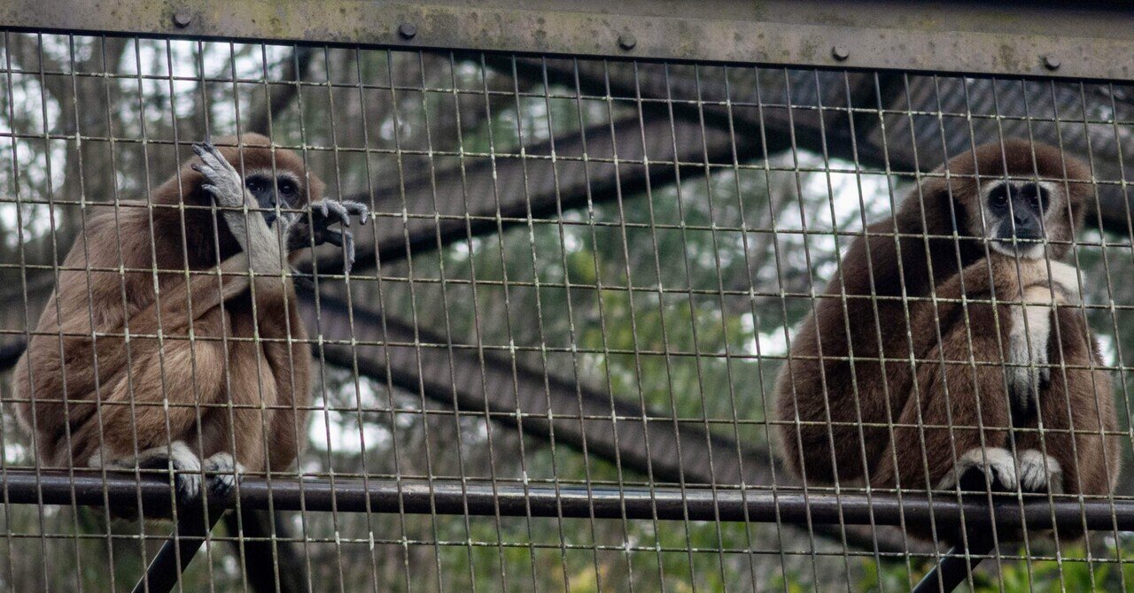 動物園スナップの愉楽｜kuno_yasuhiro｜note