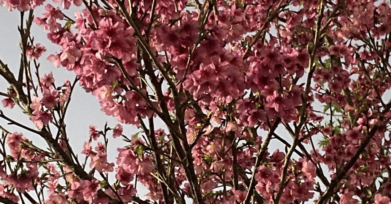 桜は終わりかけ｜asuka｜note