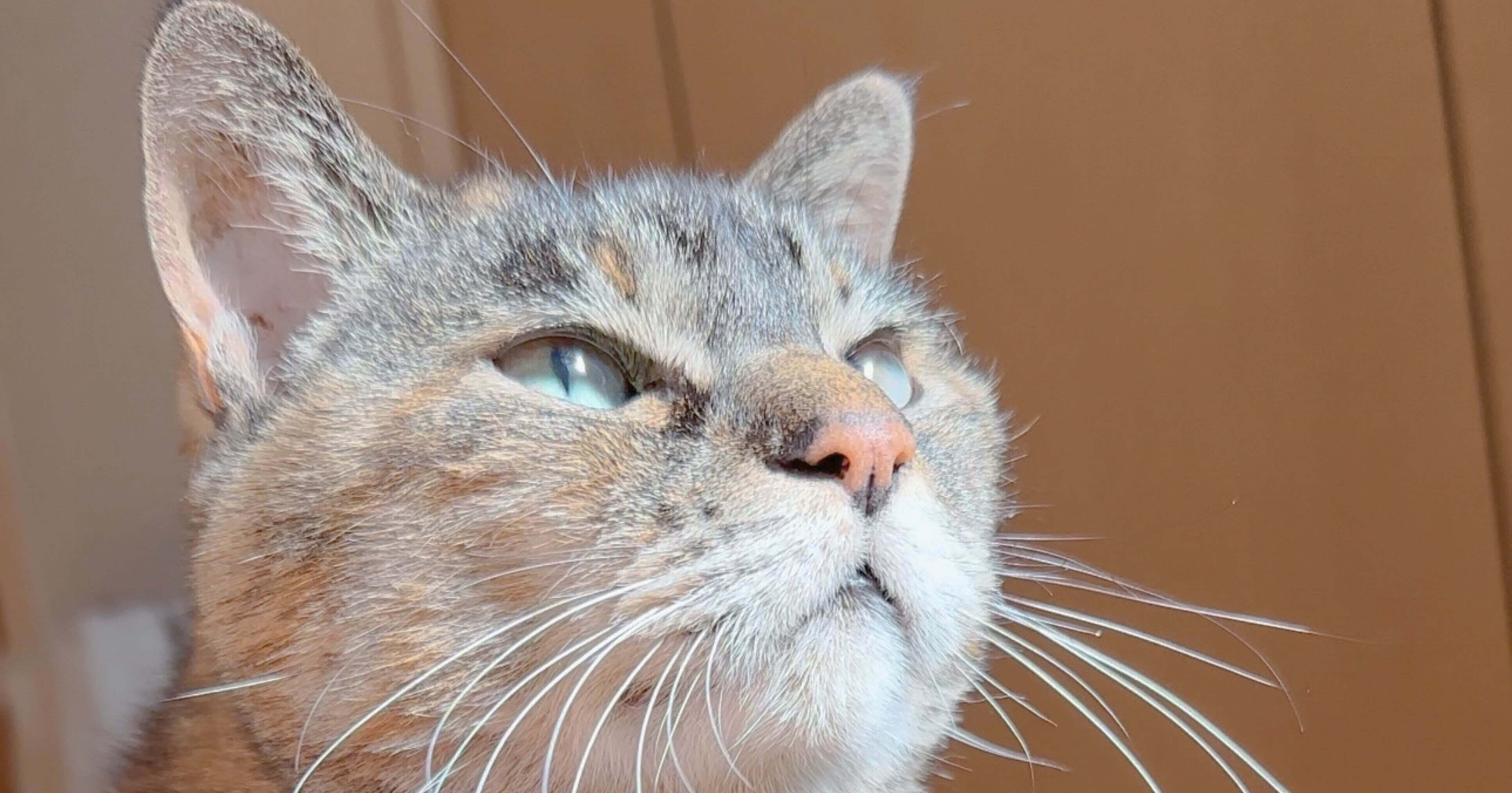 しょうご【insta / shogo_omuraisu】｜note