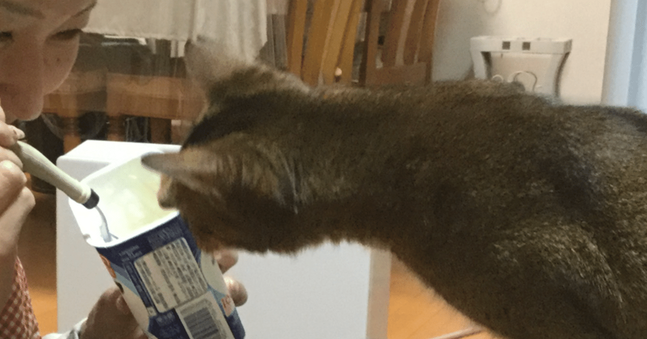 ねこの日｜赤城山 太郎@FIRED CFP｜note