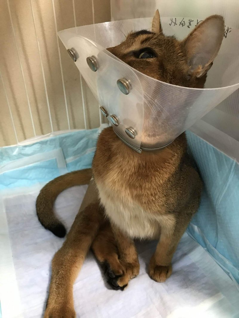 ねこの日｜赤城山 太郎@FIRED CFP｜note