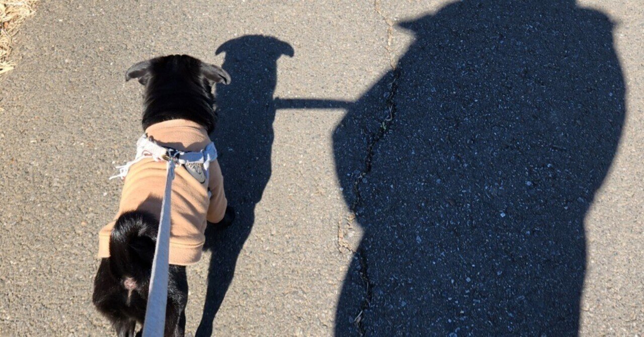 愛犬と春を感じながら散歩・・！｜Koki/ Video creator