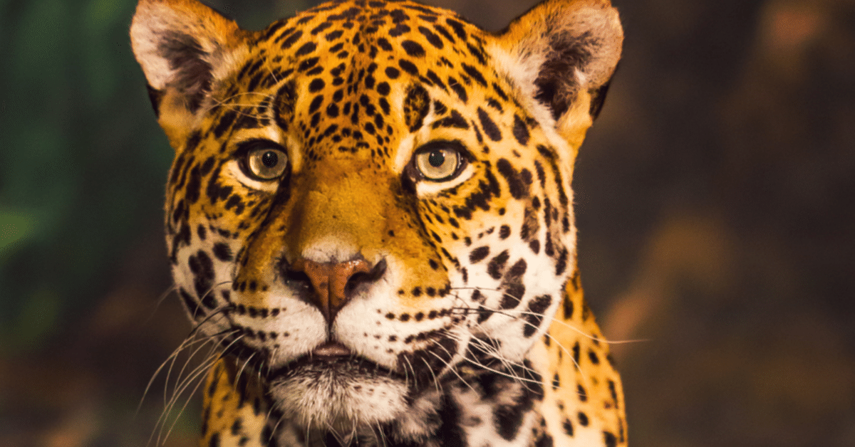 千明とパワーアニマルセレモニー。守護動物の片割れ｜Chiaki Kamuki