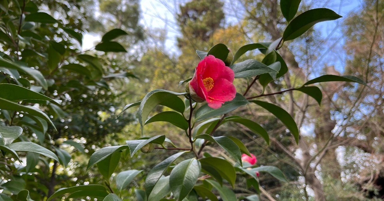 20230223 城南宮｜発火葉