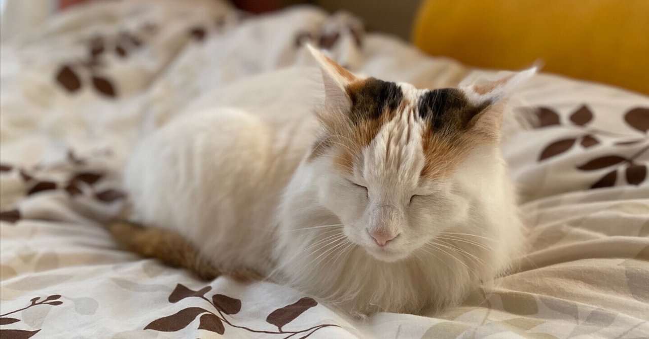 義務｜Kyoko_Olga｜note