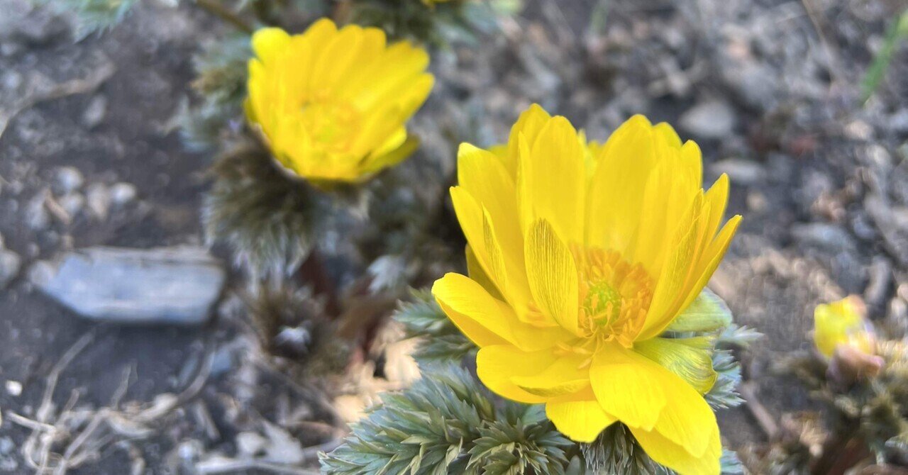 20230223 下萌｜su