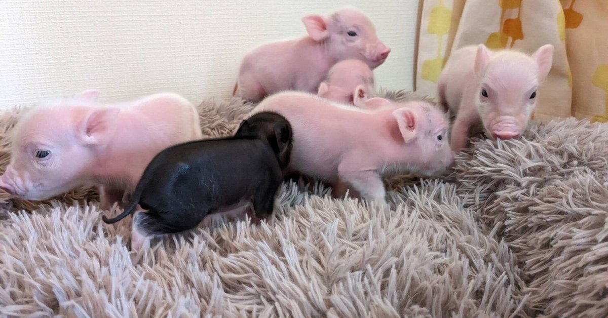 【Piglets cafe】福岡のマイクロブタカフェ｜【Piglets cafe】