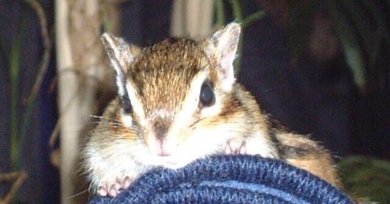 ぞうさん、カメさん｜kawai