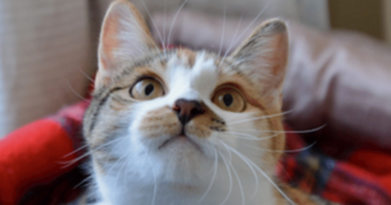 HONNEアンケートQ＆A「鼻とひげ、猫が温度を感じるのはどっち？」｜HONNE【公式】